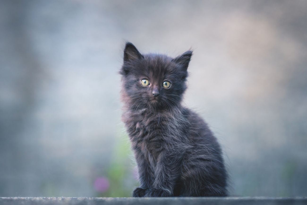 Szkolenie małego kota – jak nauczyć go korzystania z kuwety i drapaka ...